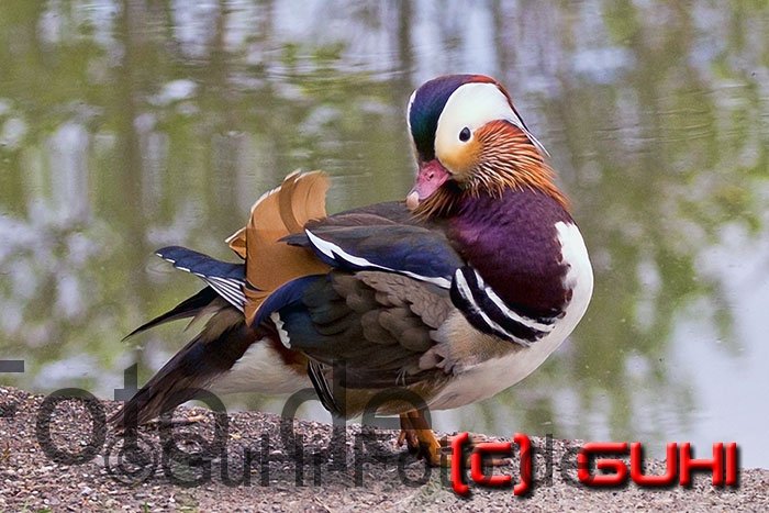 Vögel - GuHi-Foto Hompage